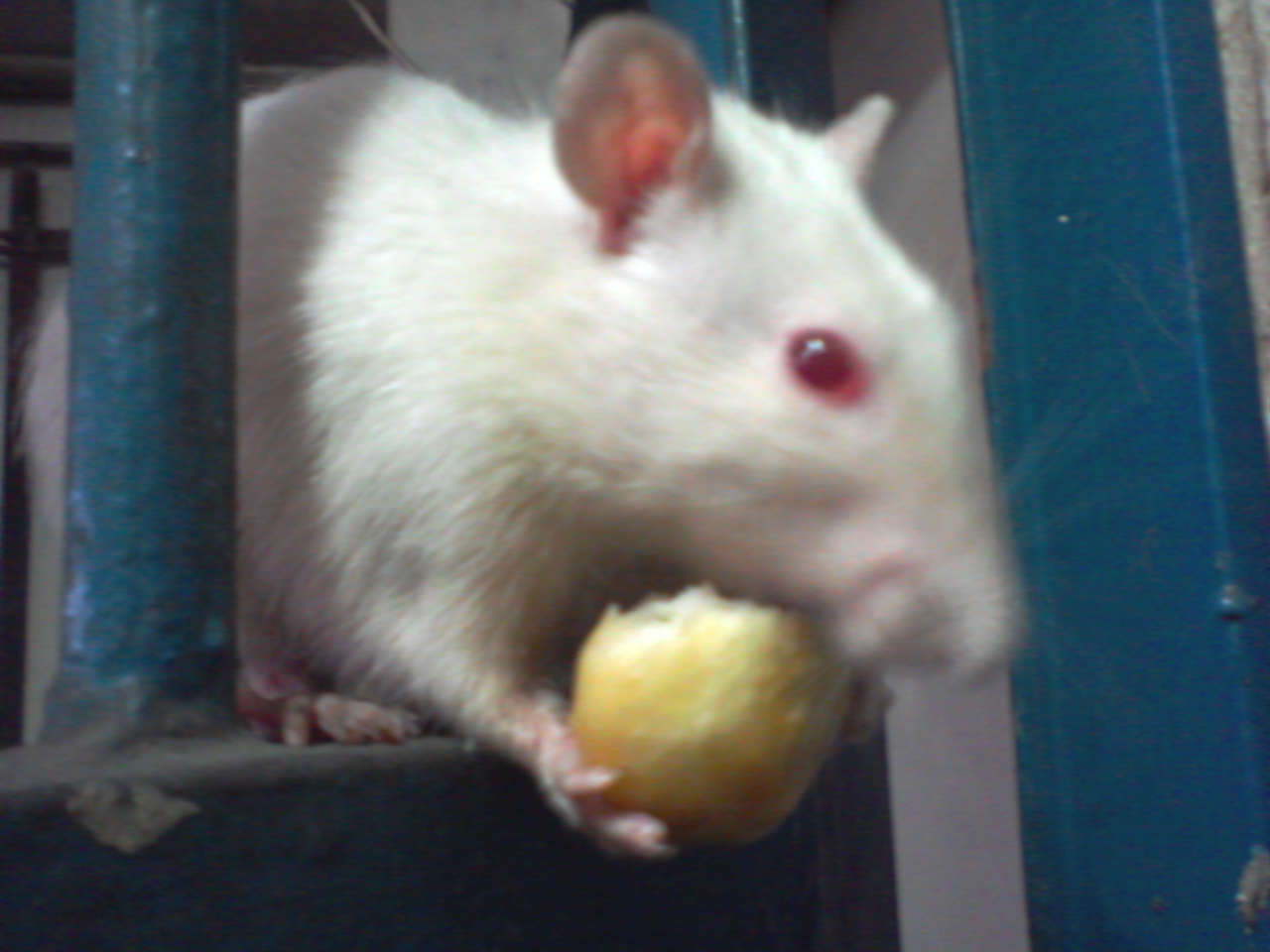Rattus Choki Pet Blog: Struggling with Mycoplasma pulmonis