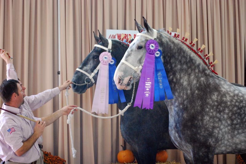 World Percheron Congress 2014: Gelding Halter Show & Results
