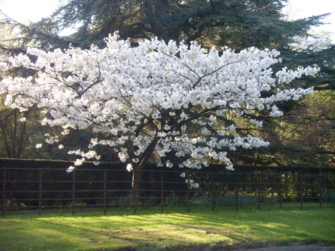 Michael Peverett: Prunus 'Tai-haku'
