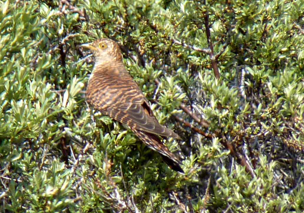 Ben's Birding Blog: Hepatic Cuckoo