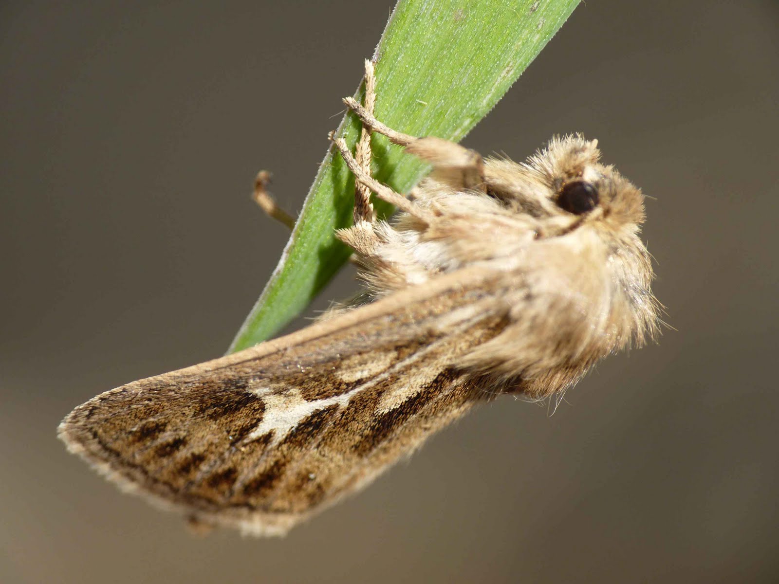 Ben's Birding Blog: July 2010