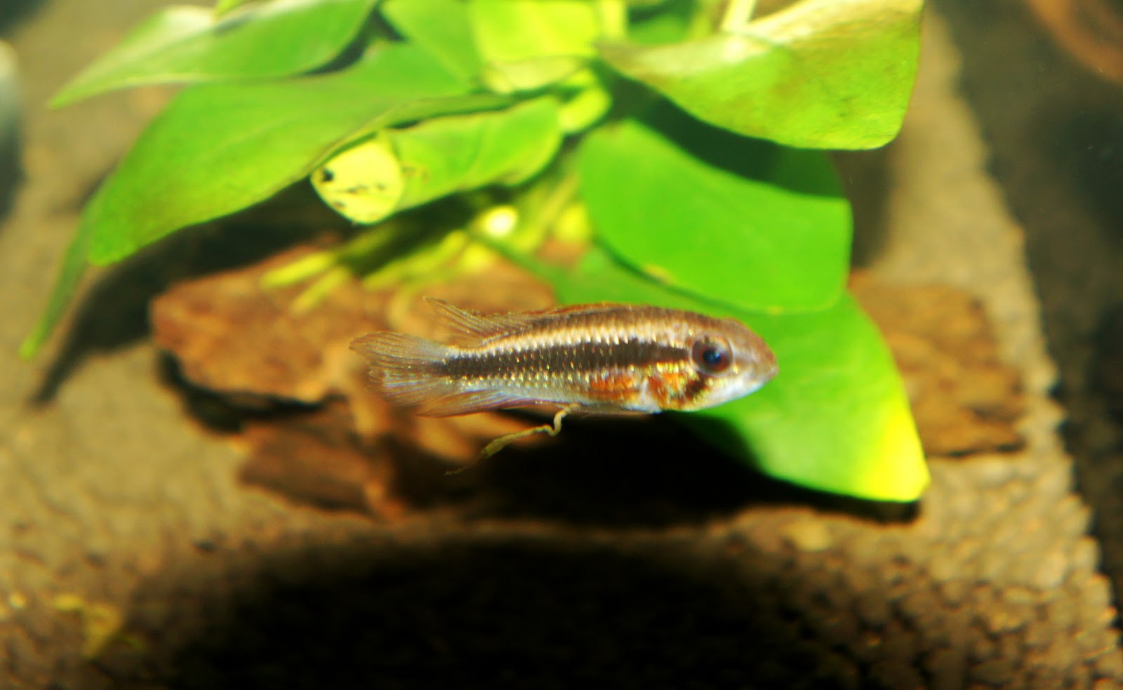 Exotic fishes & Shrimps: Apistogramma Elizabethae