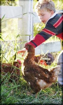 Communing with Nana’s Chooks | Bush Babe of Oz