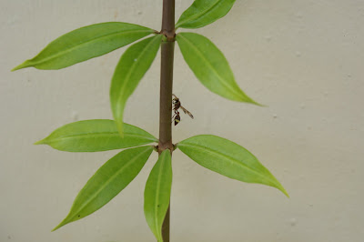 The O Chronicles: The Dreaded Boonie Bee