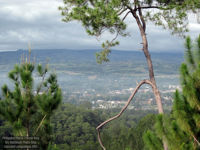 TUTU BEE PHOTOGRAPHY: Unique Trees at Provincial Tree Park-Malaybalay ...