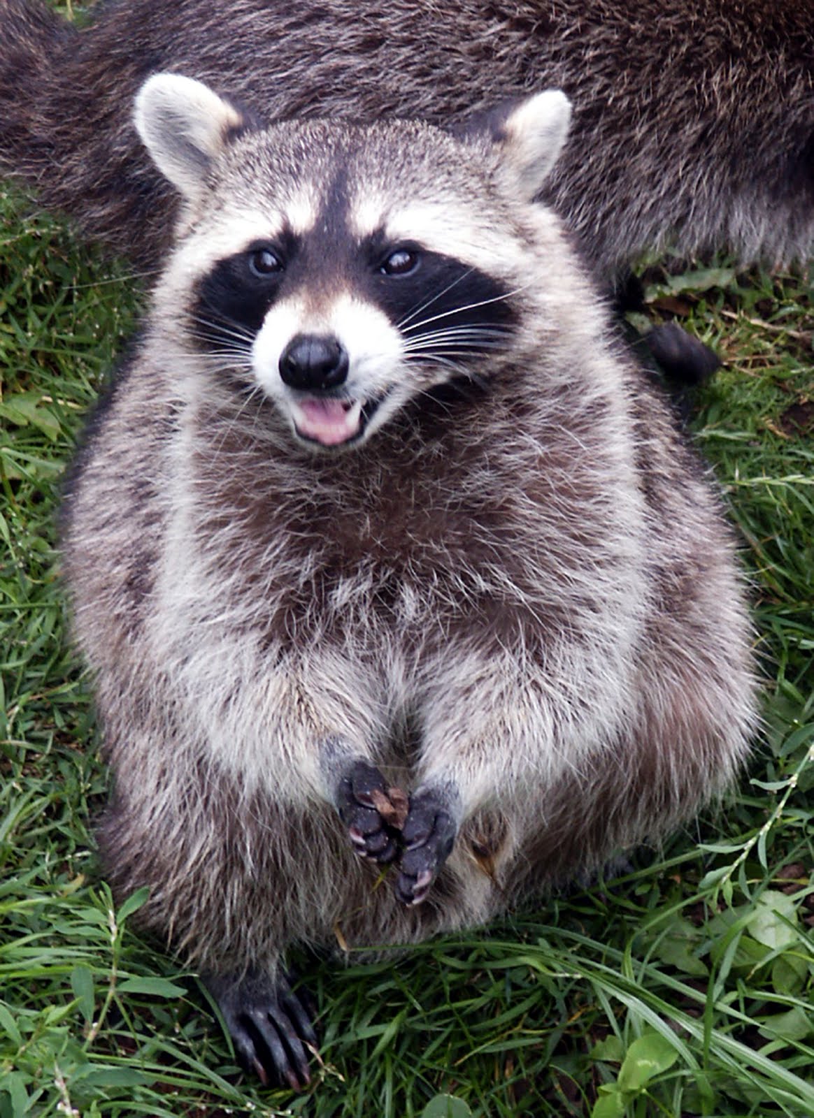 Tu mascota: Mapaches en Madrid