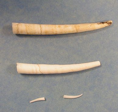 smart_ebook: Scaphopoda