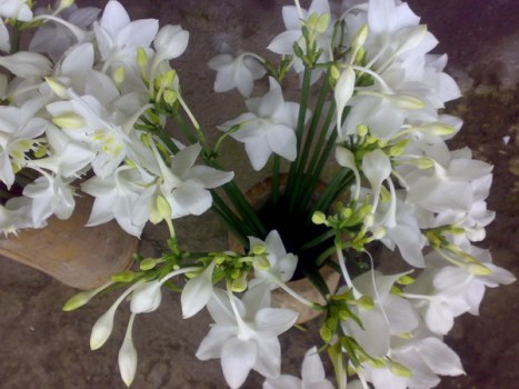 smart_ebook: Bunga Bakung (Bunga Lily)