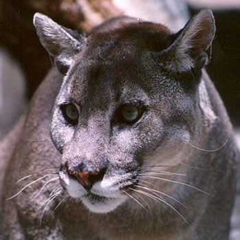 Inspirasi Terbaru 40+ Gambar Hewan Puma