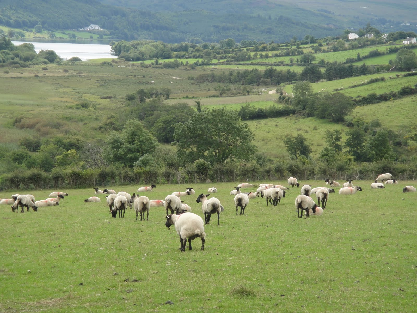 roonie's blog: My Day Culling Sheep.