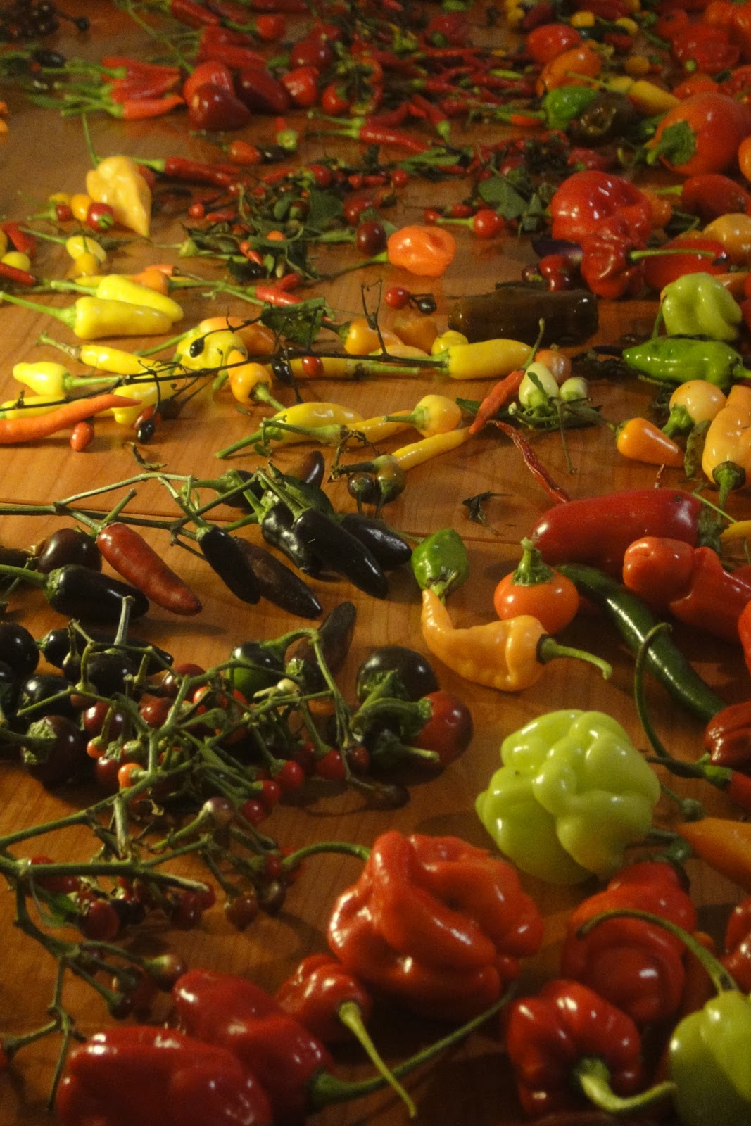 roonie's blog: Peter Piper picked a peck of pickled peppers, A peck of ...