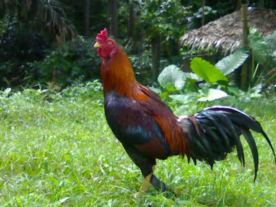 GameFowl Photography: Asils