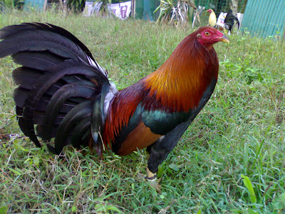 GameFowl Photography: Reds