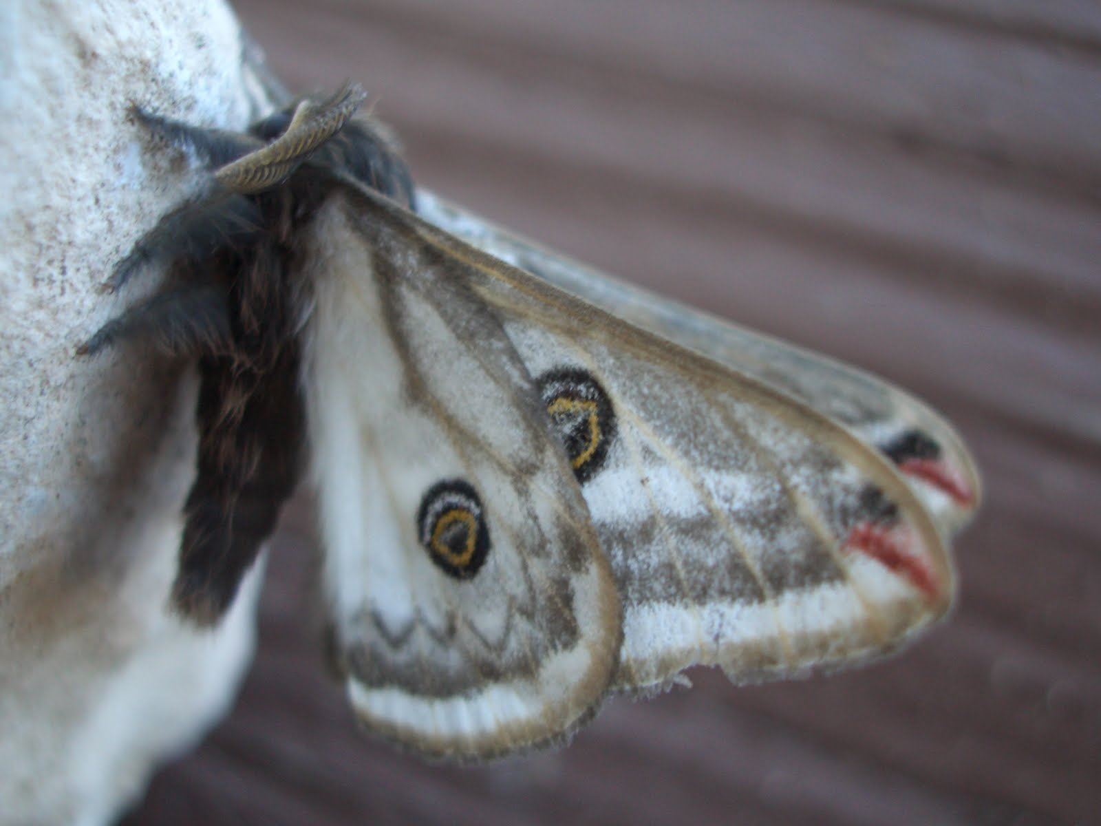 Big Bend - Texas Nature: Moth-tober