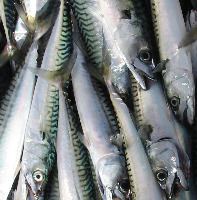 NJ Fishing Information: Mackerel Fishing 101