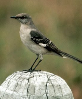 Florida State Bird Mockingbird Pictures | State Birds