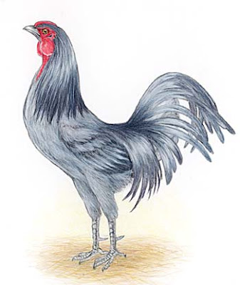 Delaware State Bird Blue Hen Chicken Pictures | State Birds