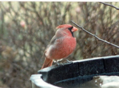 Indiana State Bird Cardinal | State Birds