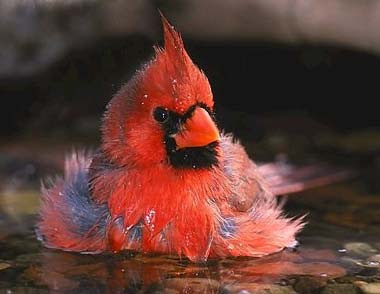 Kentucky State Bird Cardinal Pictures | State Birds