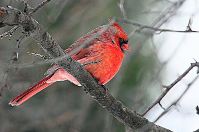 Ohio Cardinal State Bird Pictures | State Birds
