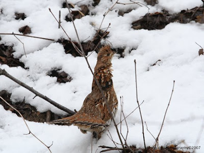 Pennsylvania Ruffed Grouse Bird Pictures | State Birds
