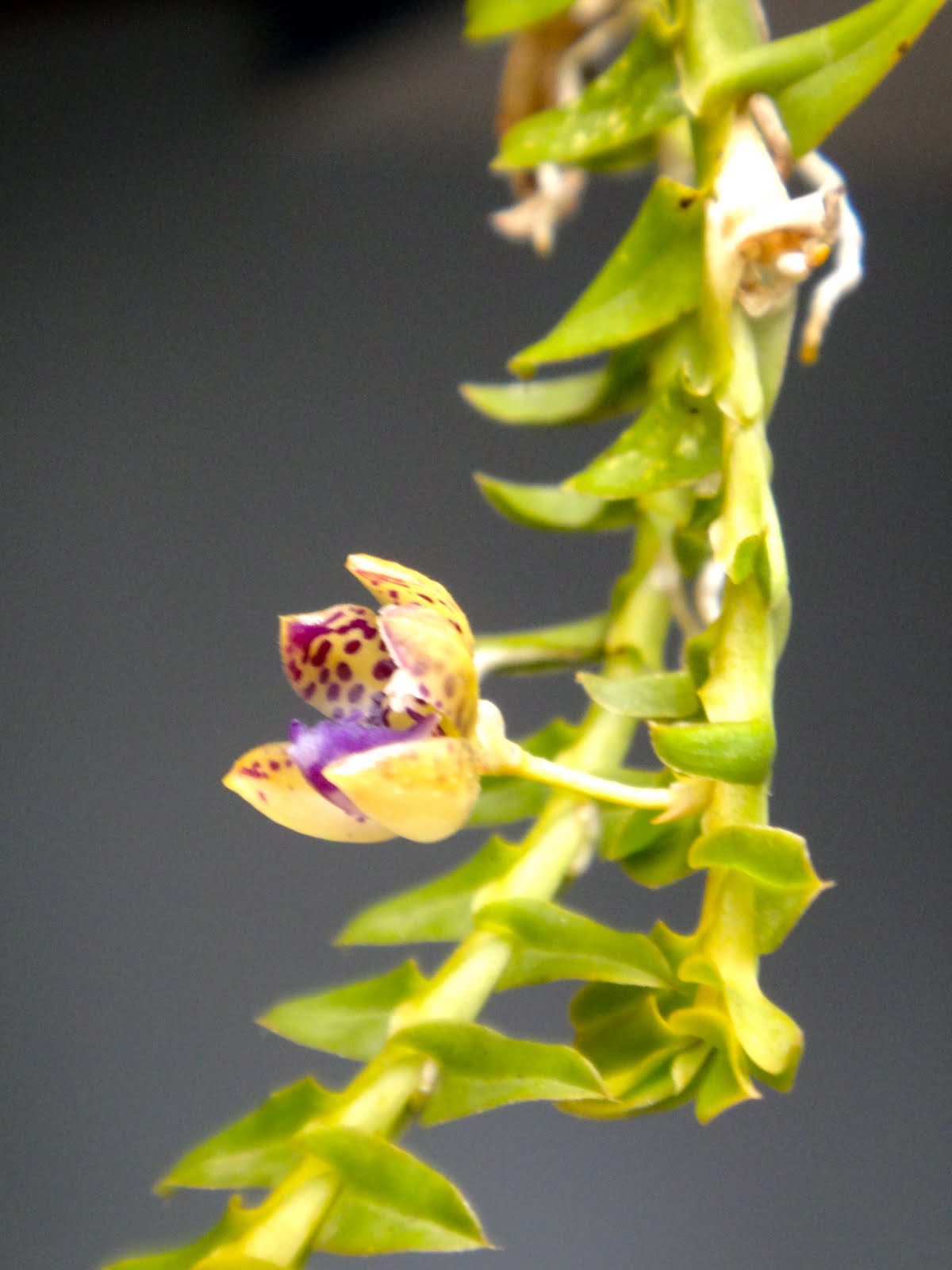 ORQUÍDEAS: DICHAEA PENDULA