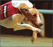 Chop's Top Fives: Top 5 Greyhound racing colours