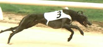 Chop's Top Fives: Top 5 Greyhound racing colours