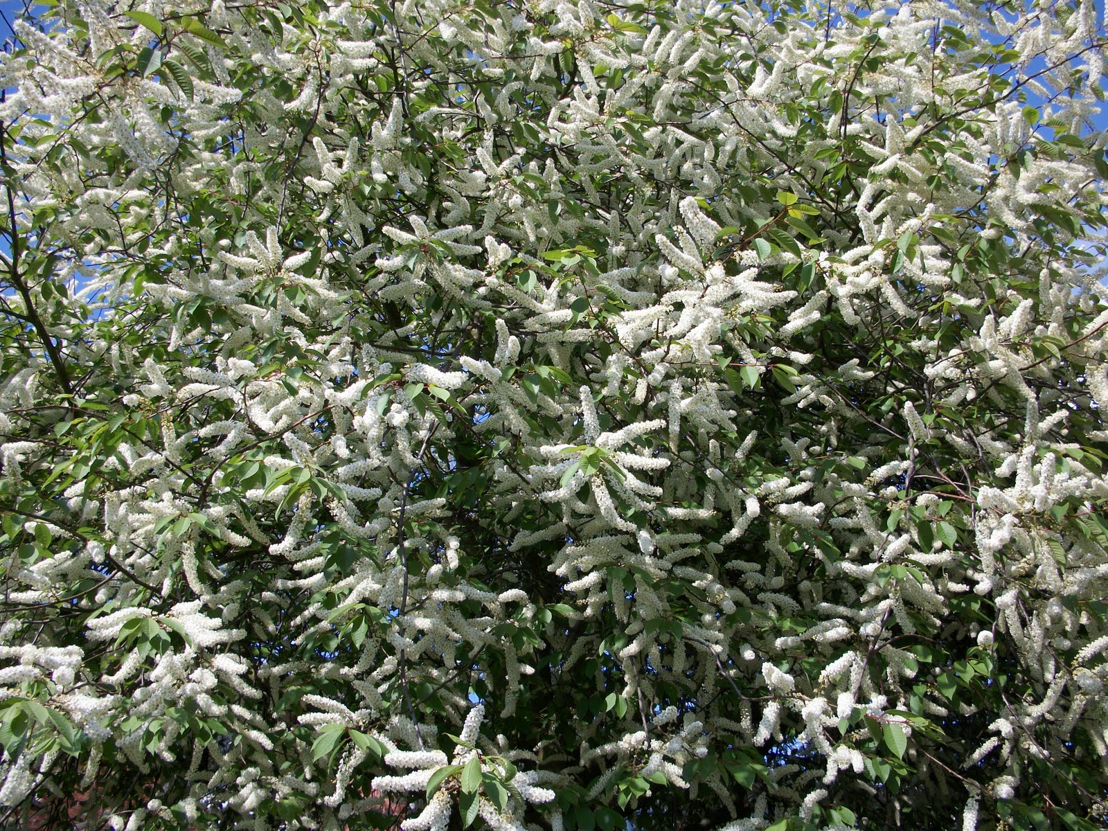 A Bodger's Blog: Rare Trees?