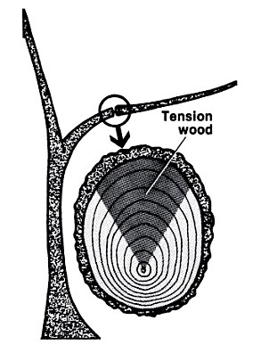 A Bodger's Blog: Reaction Wood