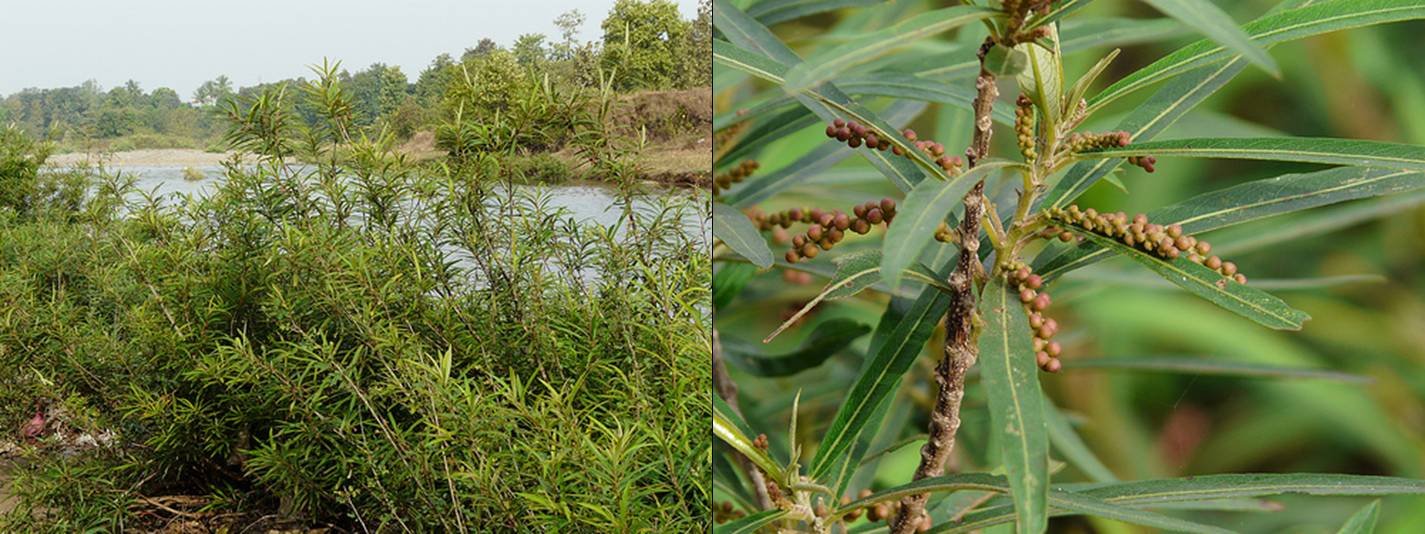 Less Meat Diet: Miagus (Lumanai)