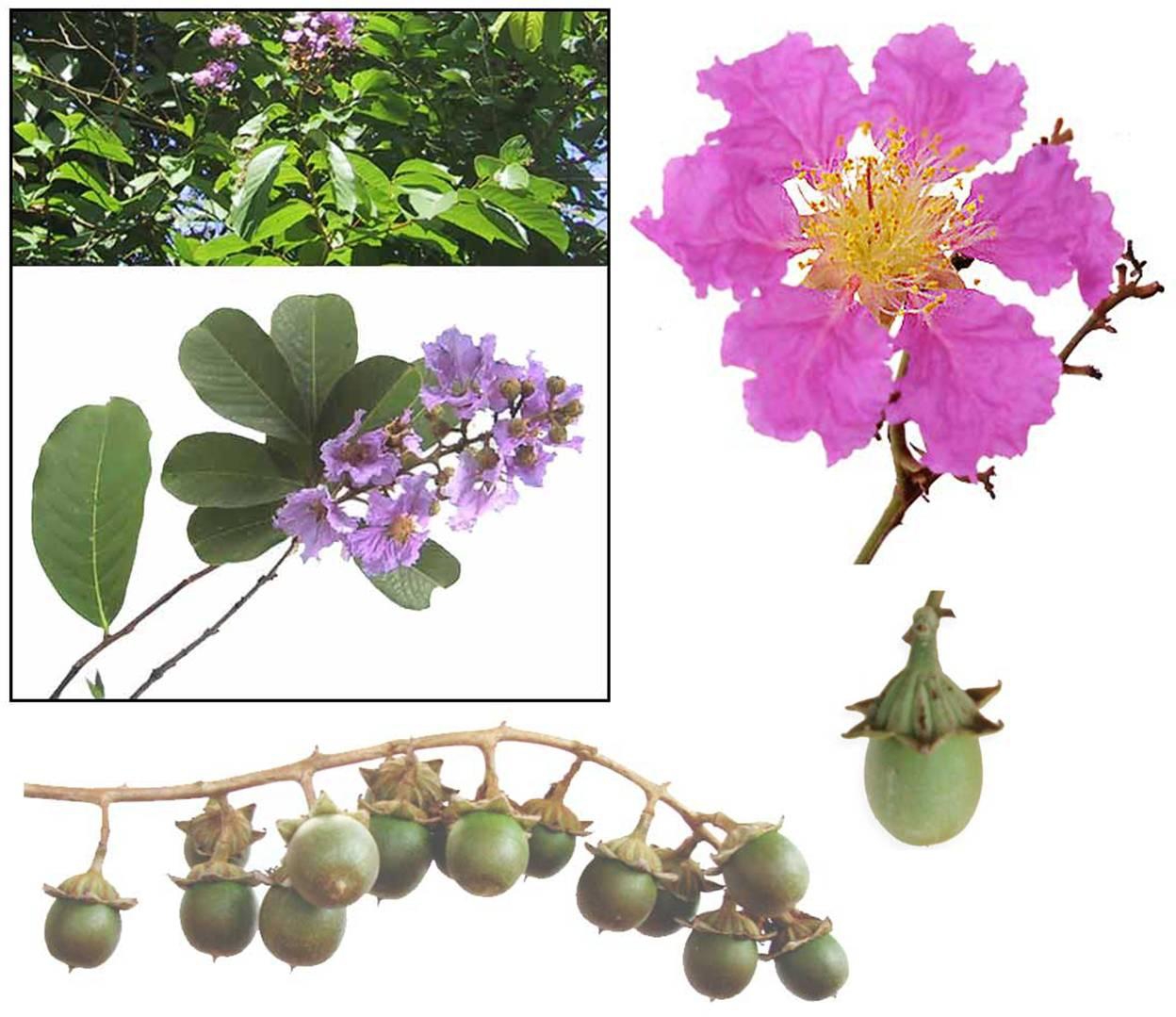 Less Meat Diet: Banaba "Queen's Flower"