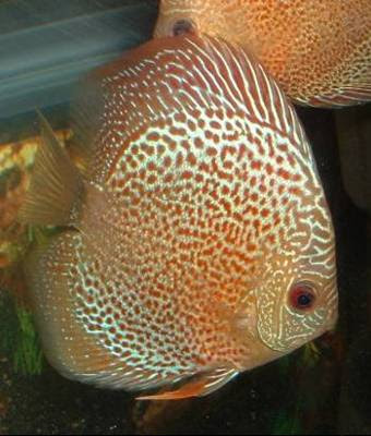 Acara Disco: Tipos de Acará Disco