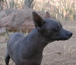Perro Calato Académico: ***PERRO CALATO ACADÉMICO!