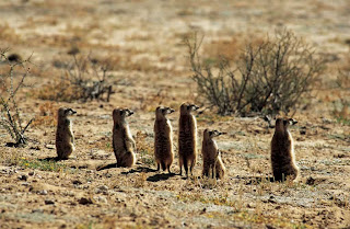 CONOCES MAS ACERCA DE LOS ANIMALES: Suricata