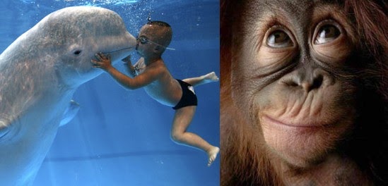 Iba Mendes: Baleia e macaco: qual o mais inteligente?