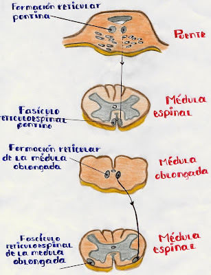 NEUROANATOMIA CHE'S: PRÁCTICA No.5 "MÉDULA ESPINAL II"
