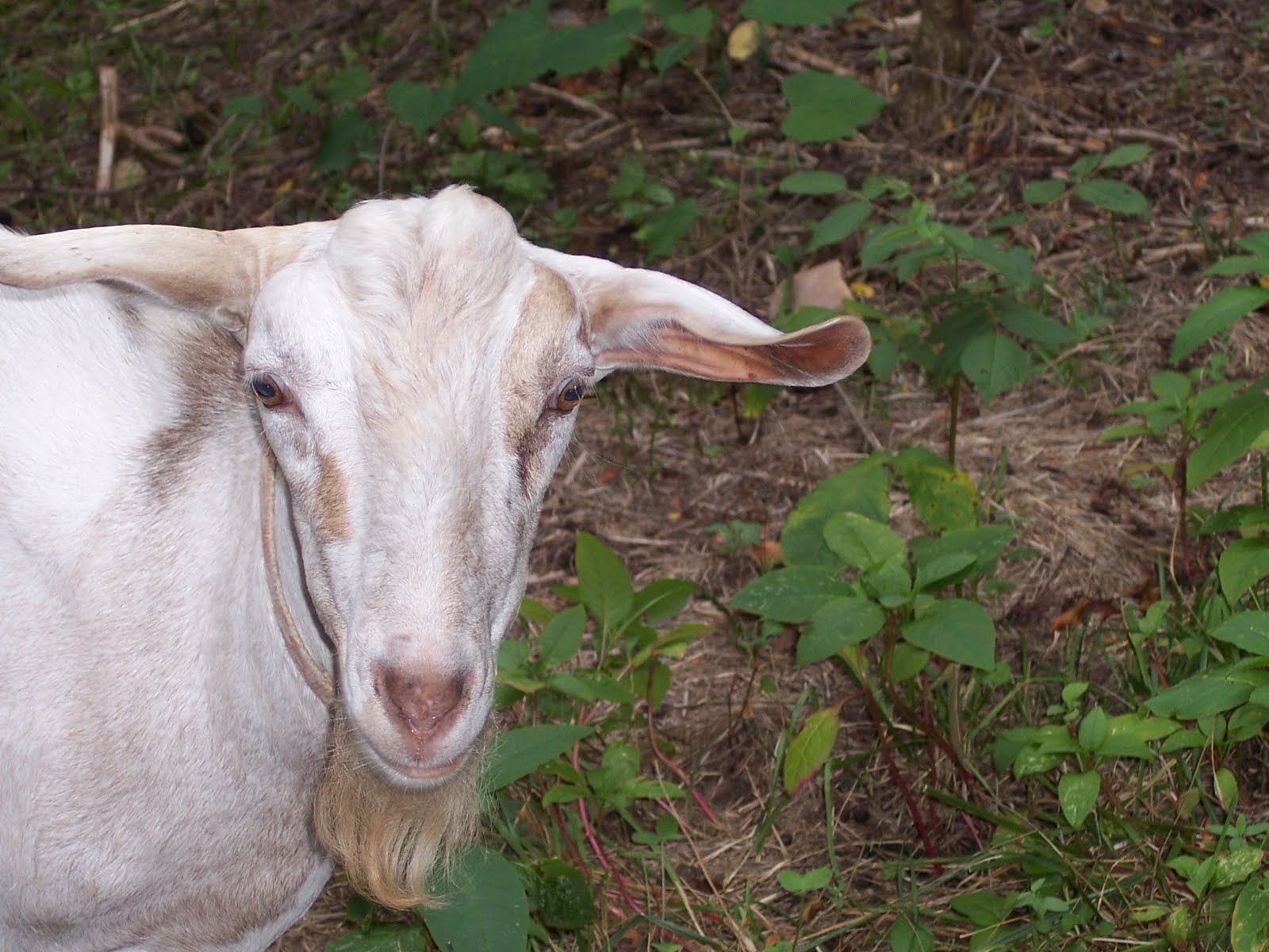 Pacy Crochets: Is it bad when you forget you Goat's name?