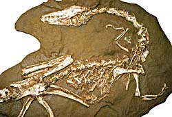 arqueologia: Dinossauros 'caçavam em bando'