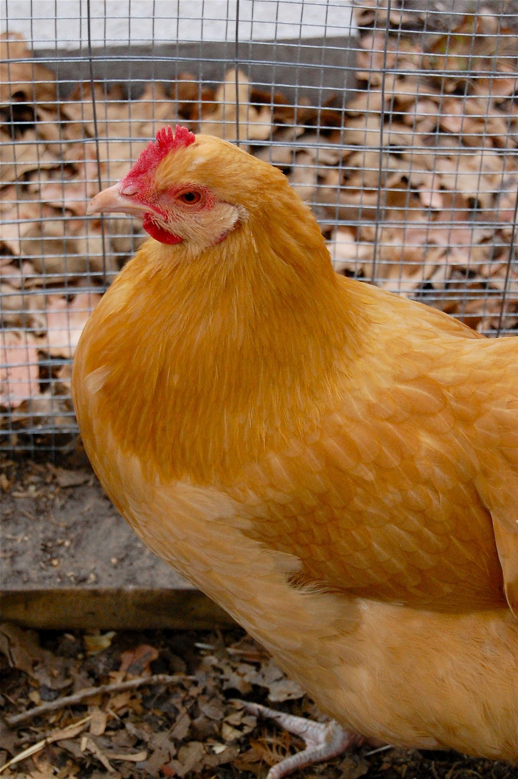 Heritage Schoolhouse: The chickens are 5 months old!