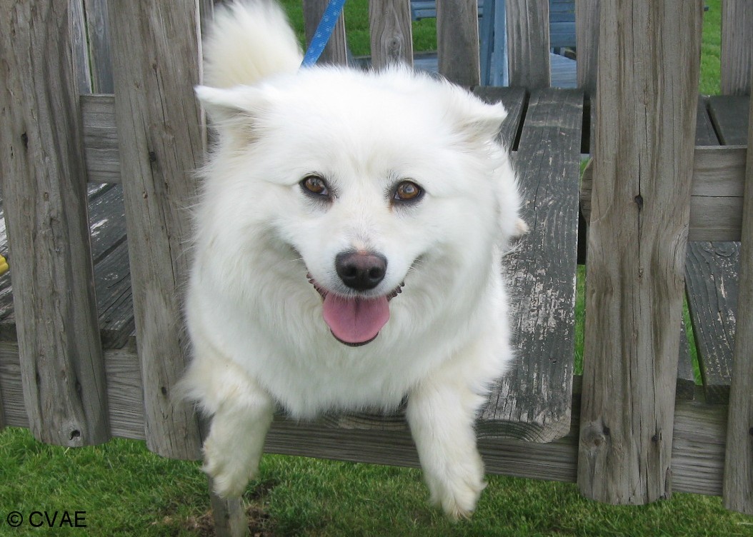 Hartzler's Country View American Eskimos: Skeezer