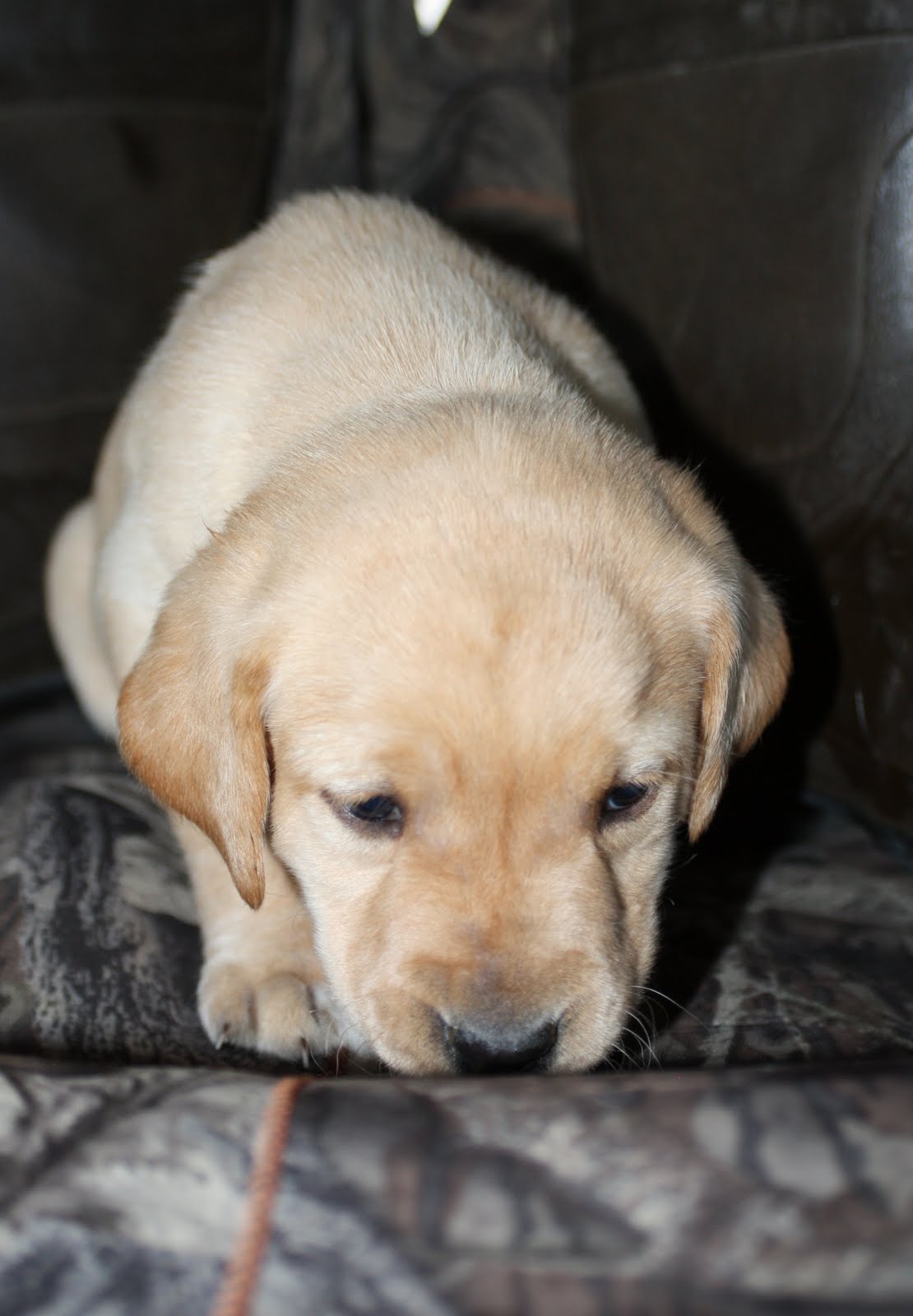 Thibodeaux Kennels: Pure bred Labrador pups