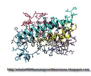 ?What You Know About HGH?: What is Human Growth Hormone(hGH)