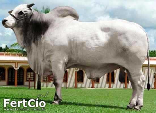 Cabeza de toro Cebu - Imagui