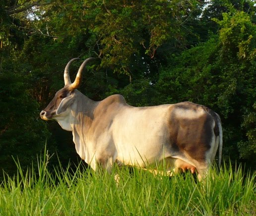 DEISY JOHANA BONILLA MARTINEZ: GANADO GUZERA