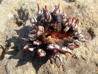 Oceanus Atlanticus: Perceve - Pollicipes pollicipes