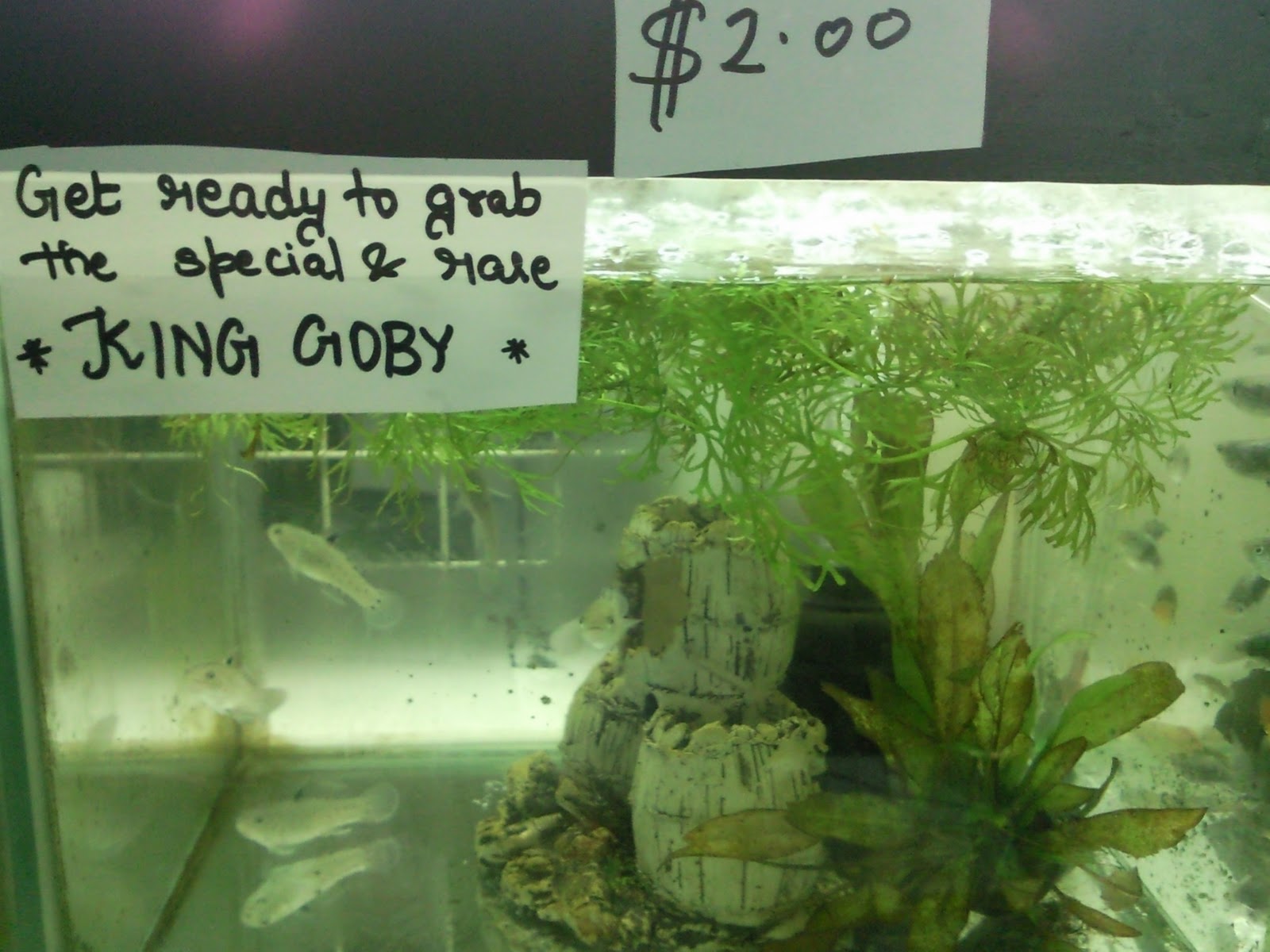 A Day In SG: King Goby @ SevenStars Aquarium Loc: Singapore Jur East St21