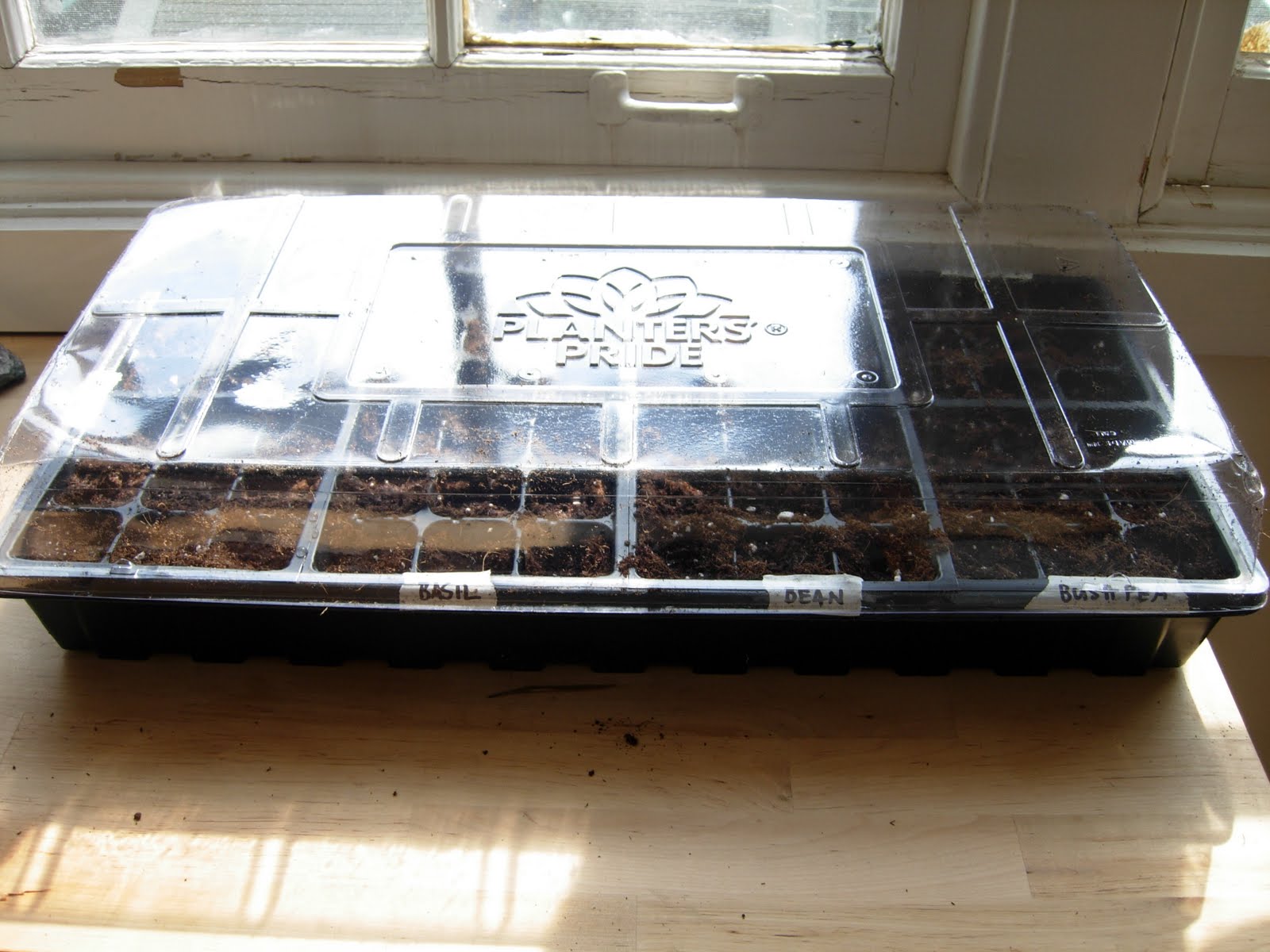 When to remove plastic top from seed starting kit? : r/gardening