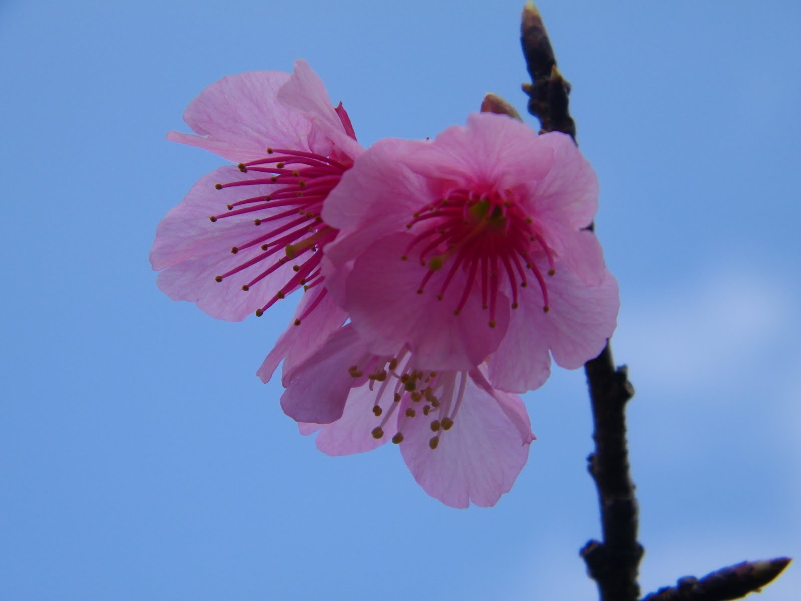 Nomadic Duos: O LORD, How Many Are Your Works