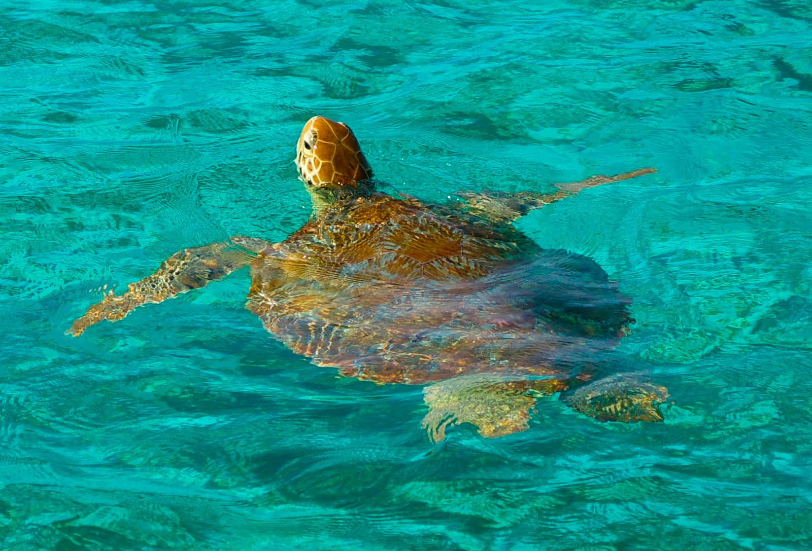 Three Thoms and A Boat: Bequia And Tobago Keys 12*38.289'N, 61*21.359'W